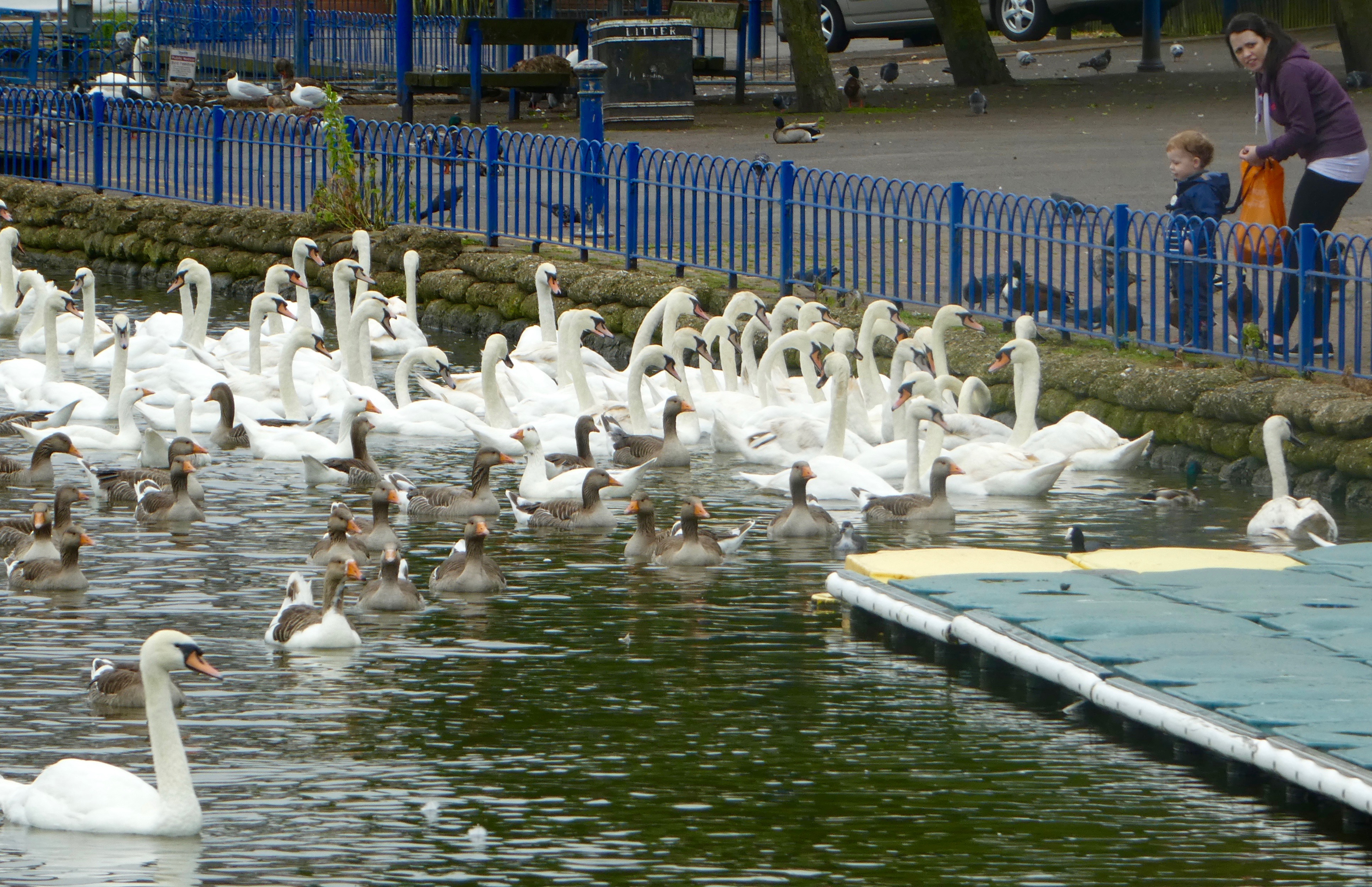 Caversham swan sanctuary – Travels with Verne and Roy